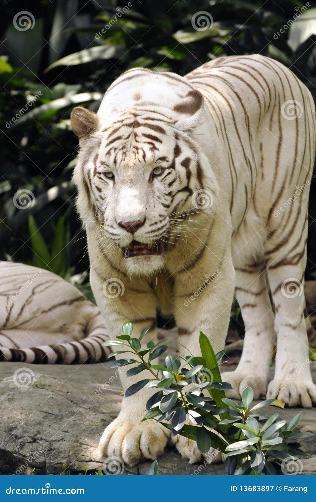 White tiger vertical stock image. Image of habitat, singapore - 13683897