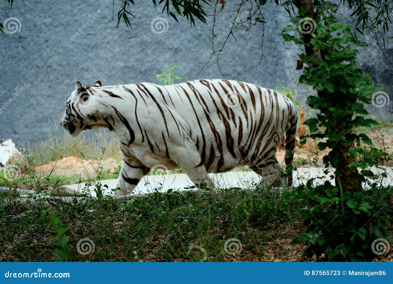White tiger stock image. Image of railway, rest, museum - 87565723
