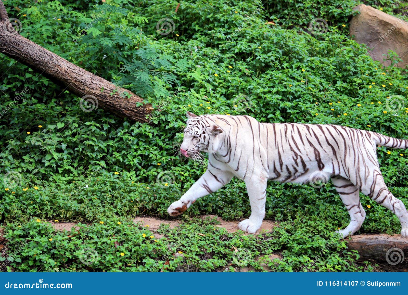 White Tiger Walking in the Forest Along the Stream Stock Image - Image ...