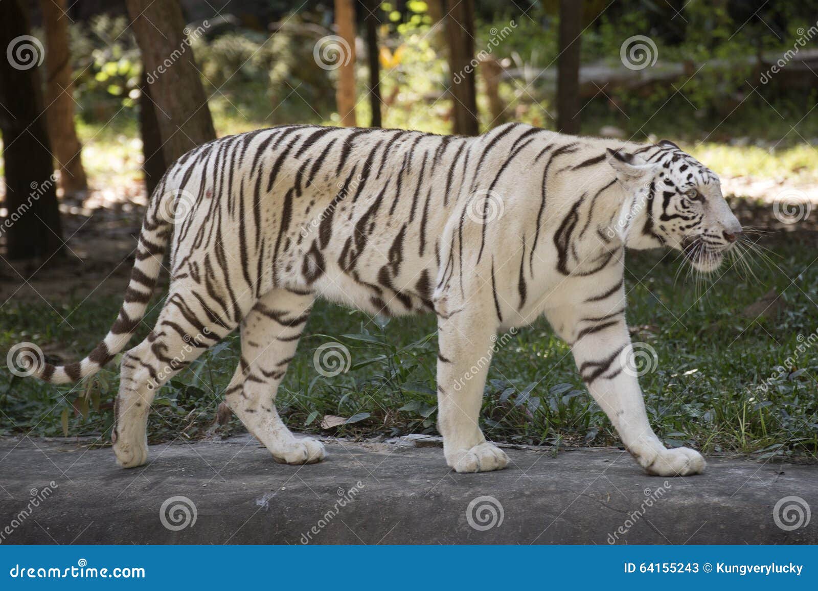 White Tiger Walking Forward
