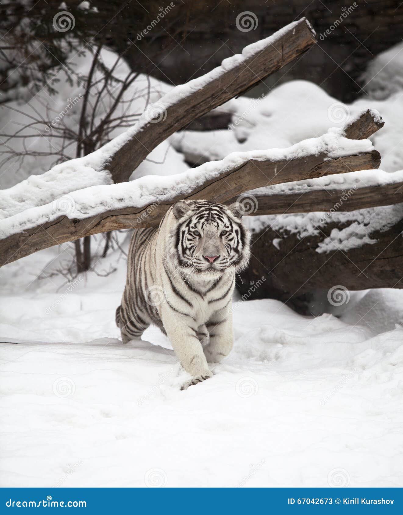White tiger stock image. Image of crawl, beast, nature - 67042673