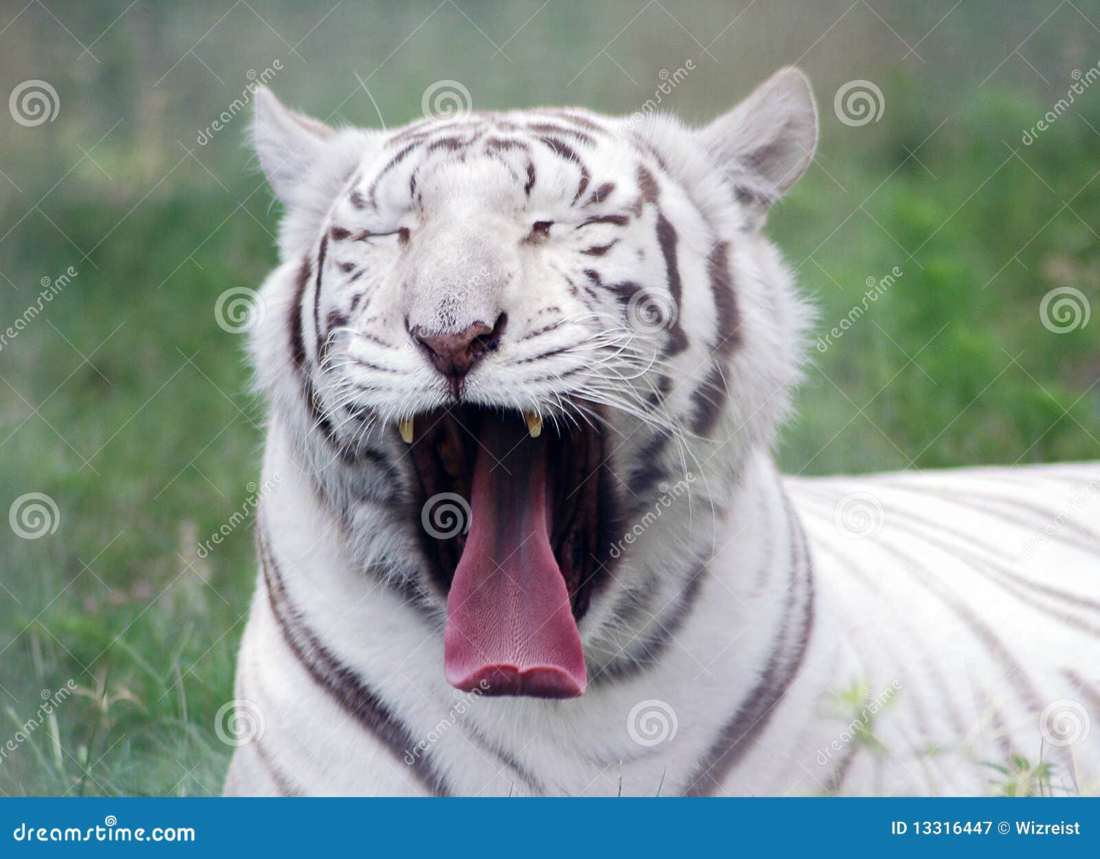 White Tiger Yawning stock image. Image of yawning, portrait - 13316447