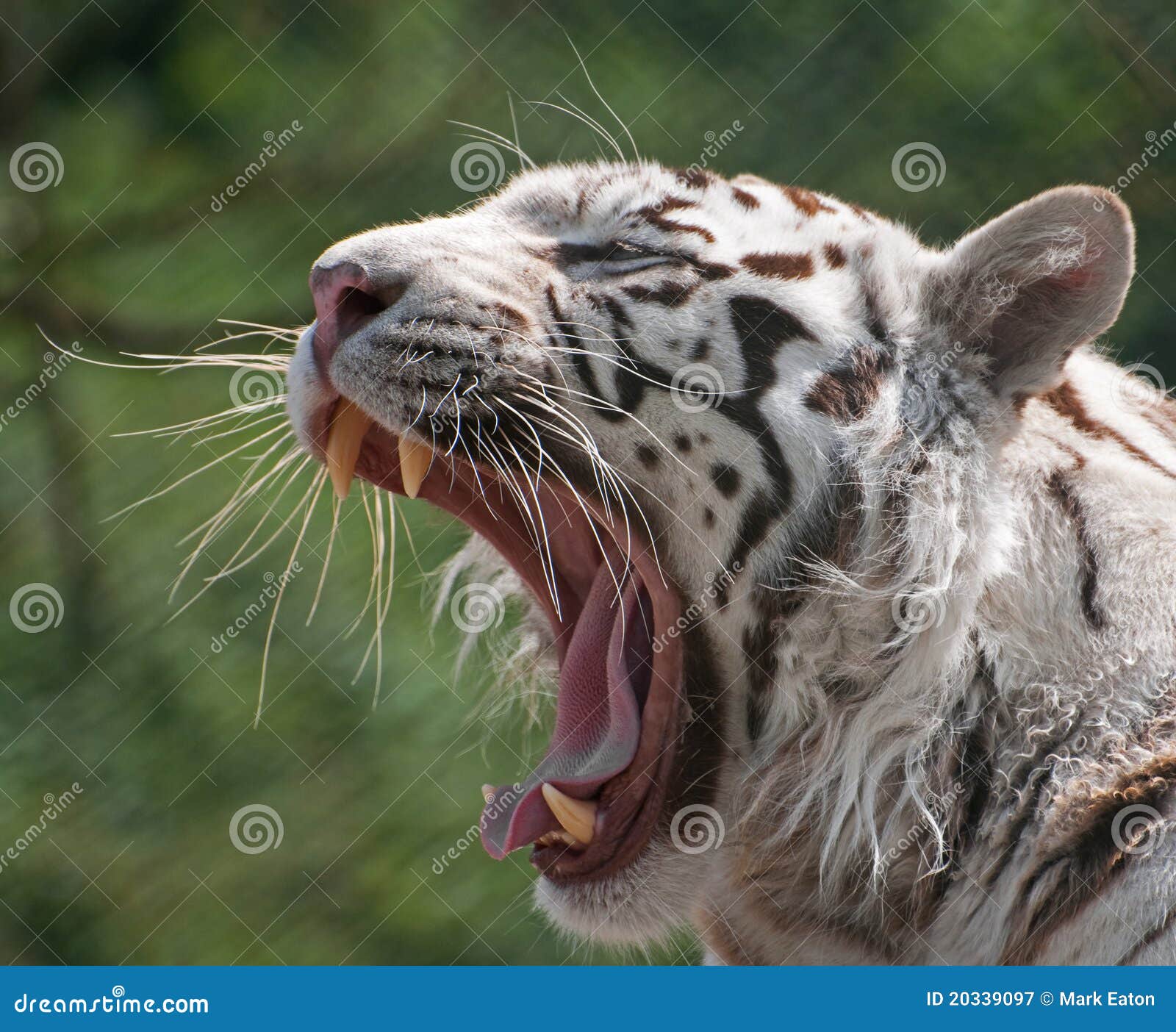 Tiger Yawning And Showing Teeth Royalty-Free Stock Photography ...