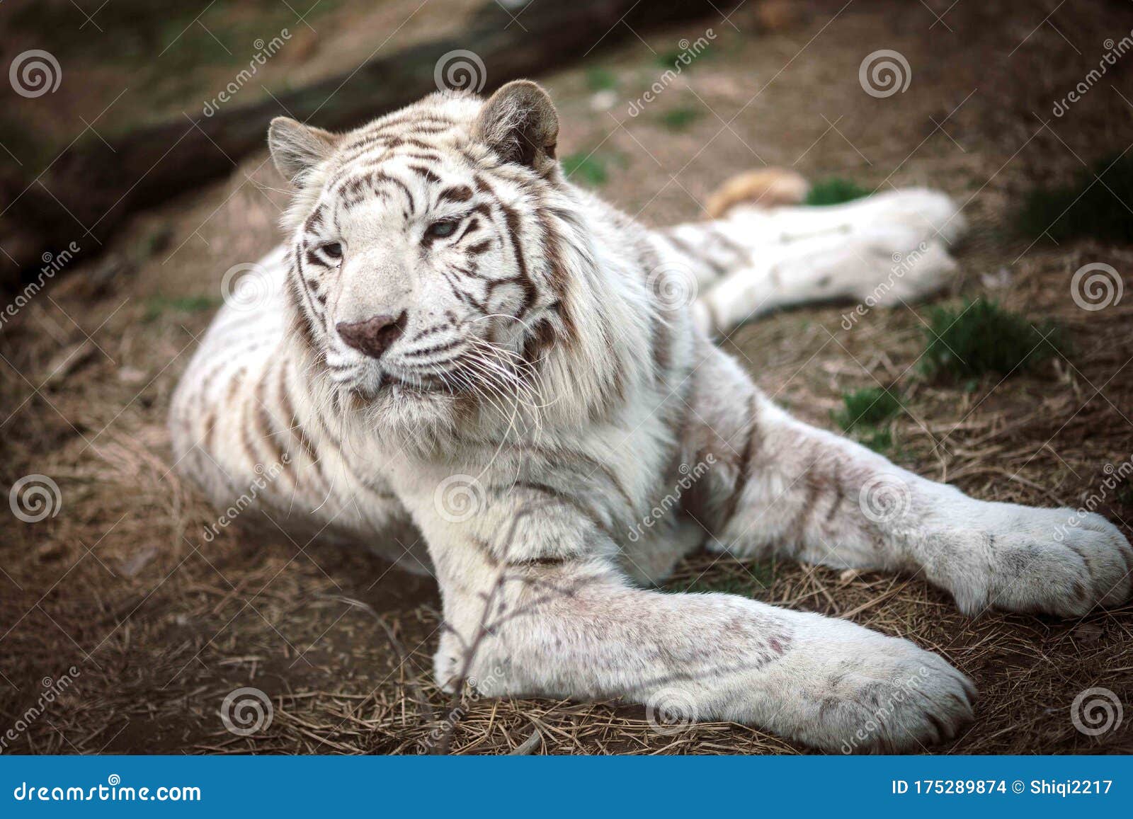 A white tiger stock photo. Image of herbivorous, themes - 175289874