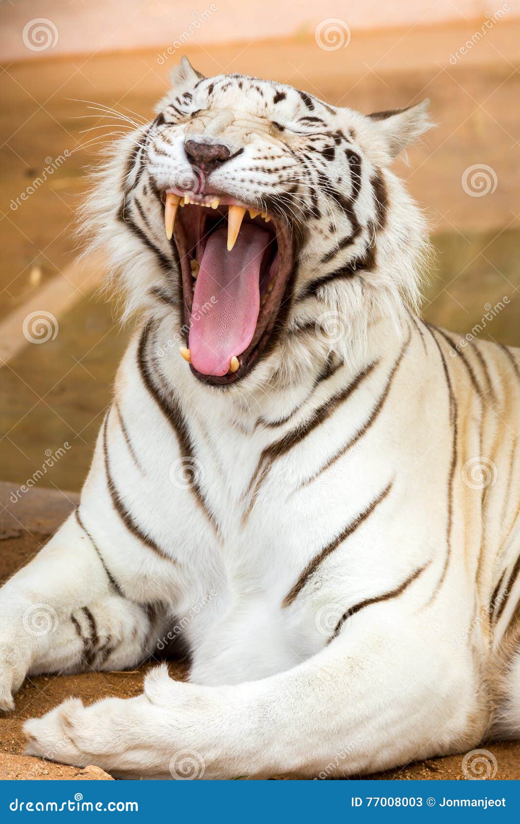 White Tiger at the zoo stock image. Image of tiger, arizona - 77008003