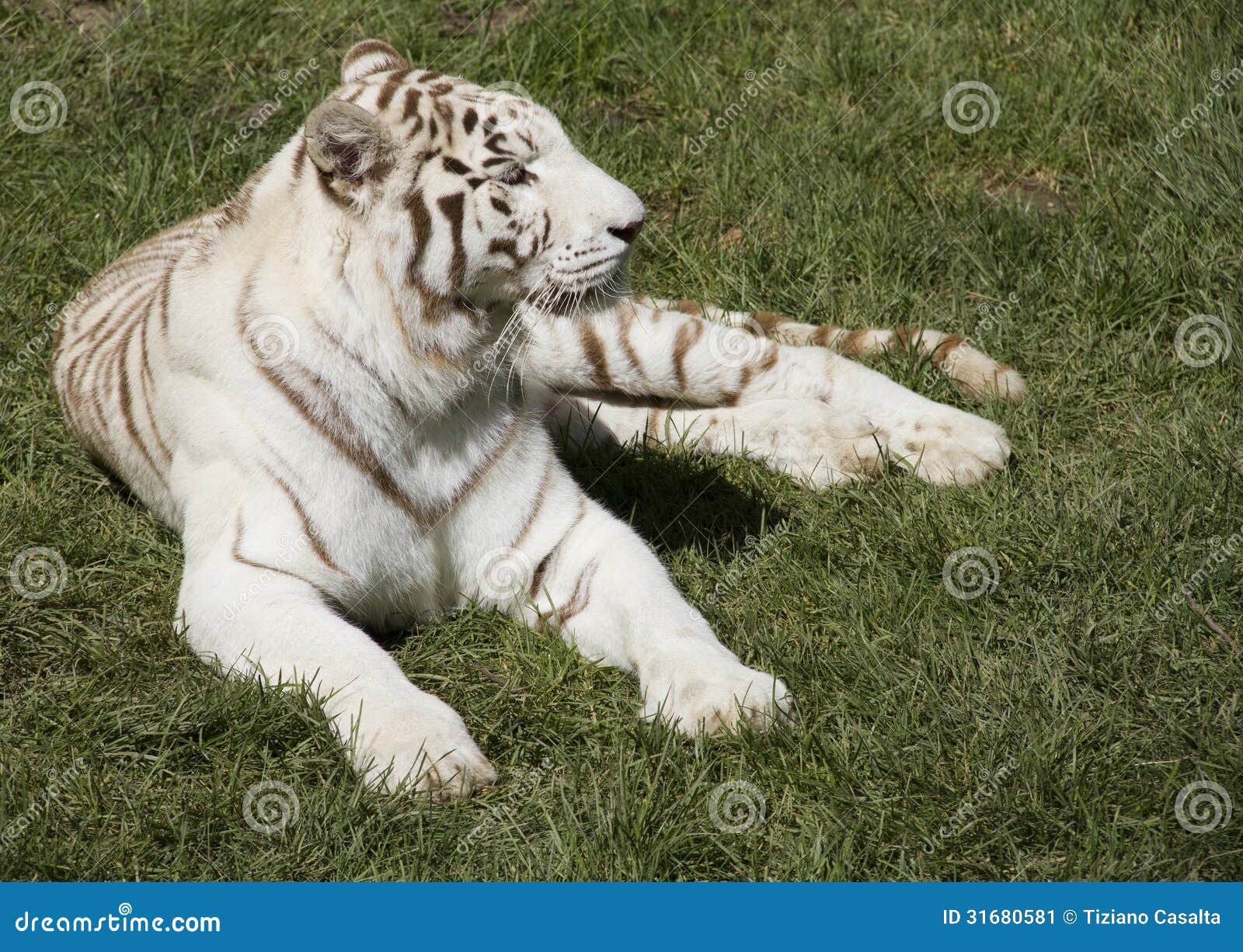 White tiger stock image. Image of nature, claw, grass - 31680581