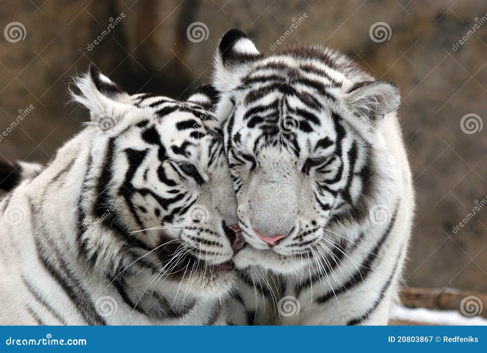White Tigers stock image. Image of dangerous, large, face - 20803867