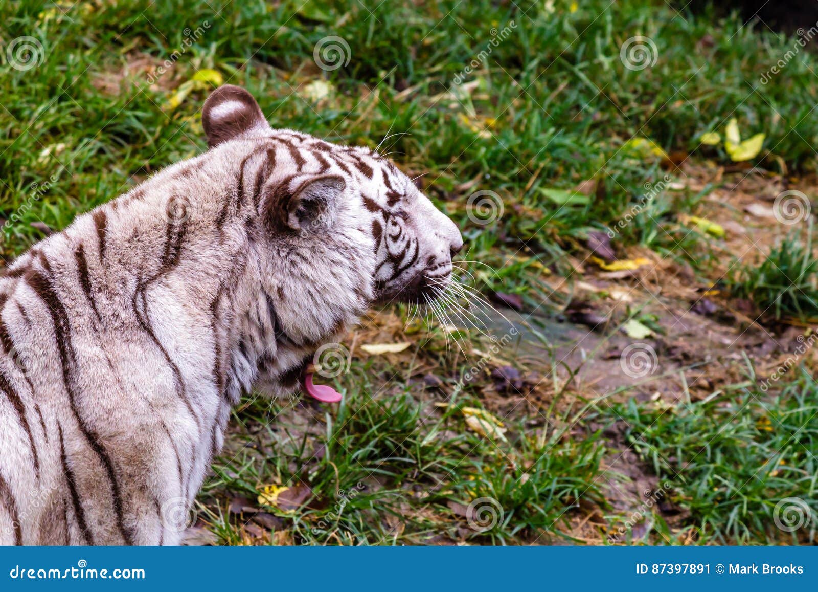 White Tigers Yawning in the Morning Stock Image - Image of rest ...