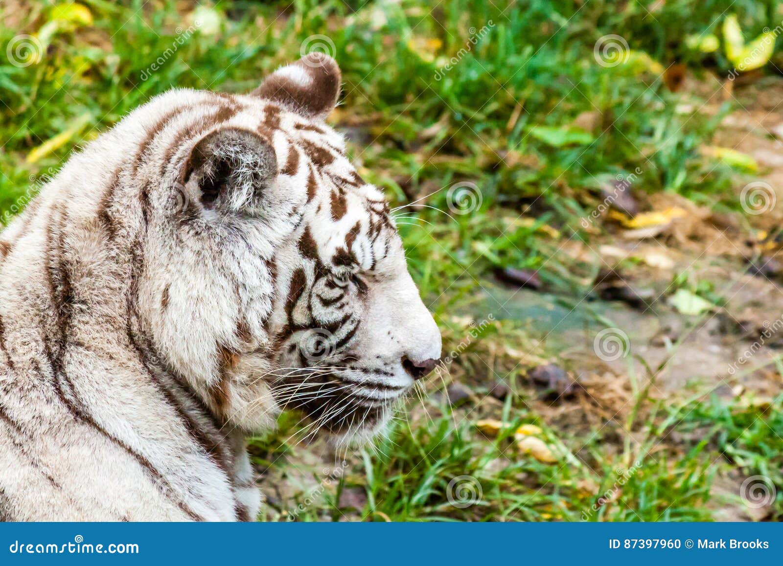 White Tigers Yawning in the Morning Stock Photo - Image of indian ...