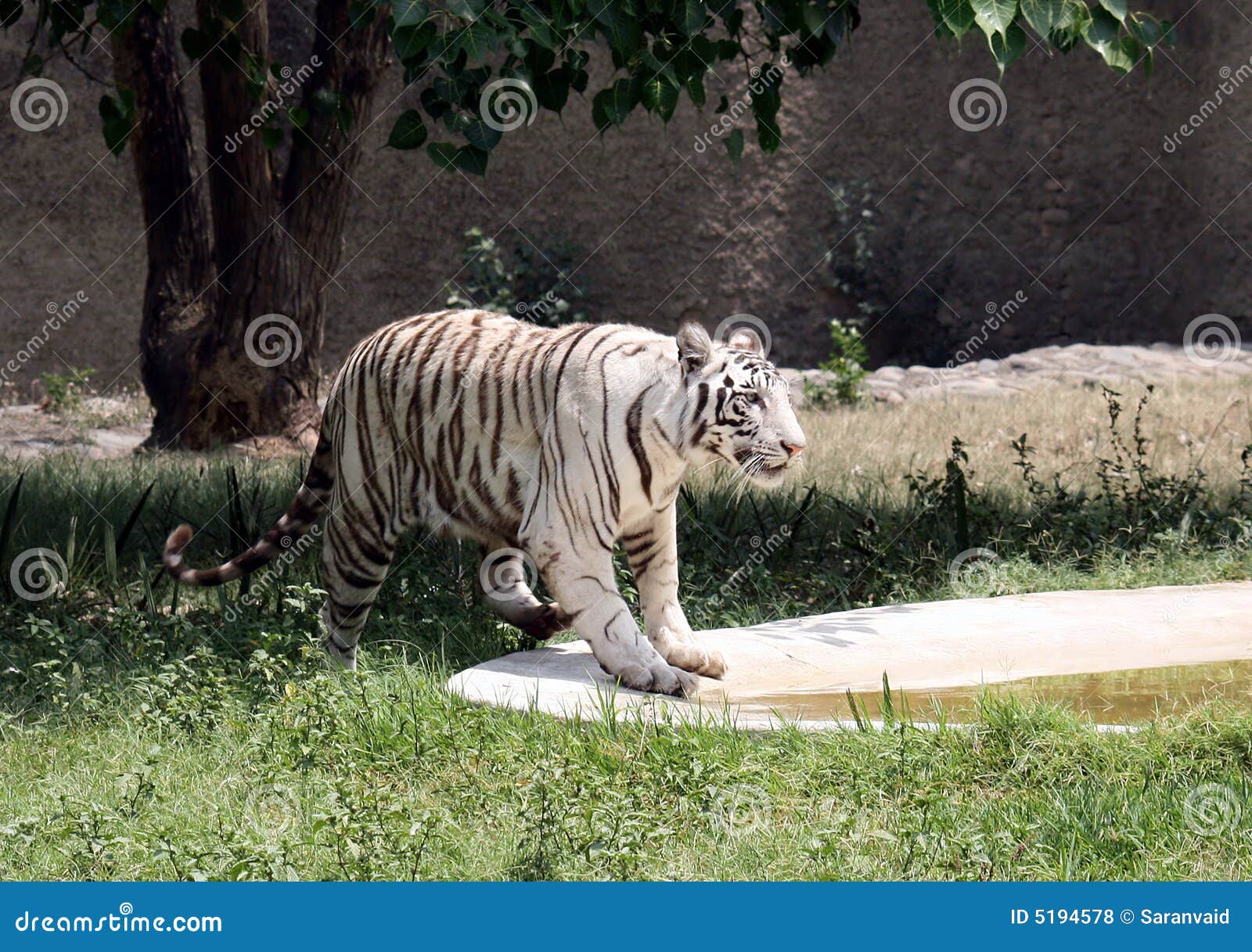 White Tigress Picture. Image: 5194578