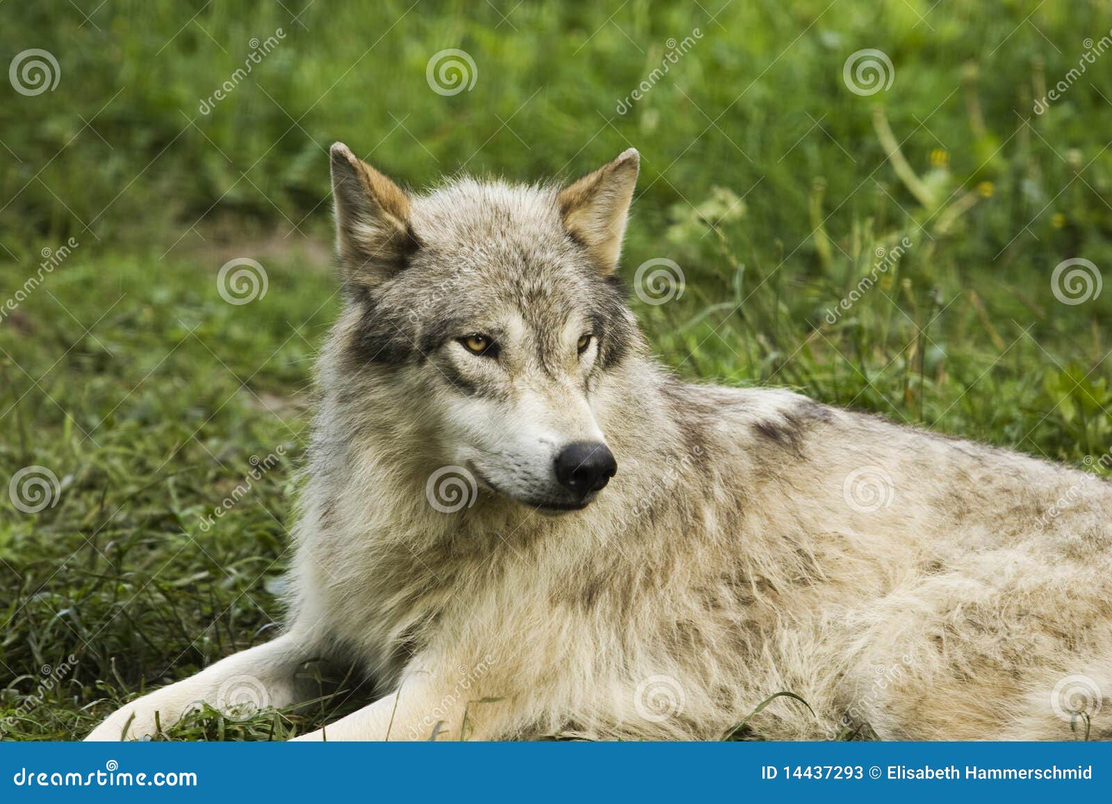 White Timber wolf stock image. Image of profile, mammal - 14437293