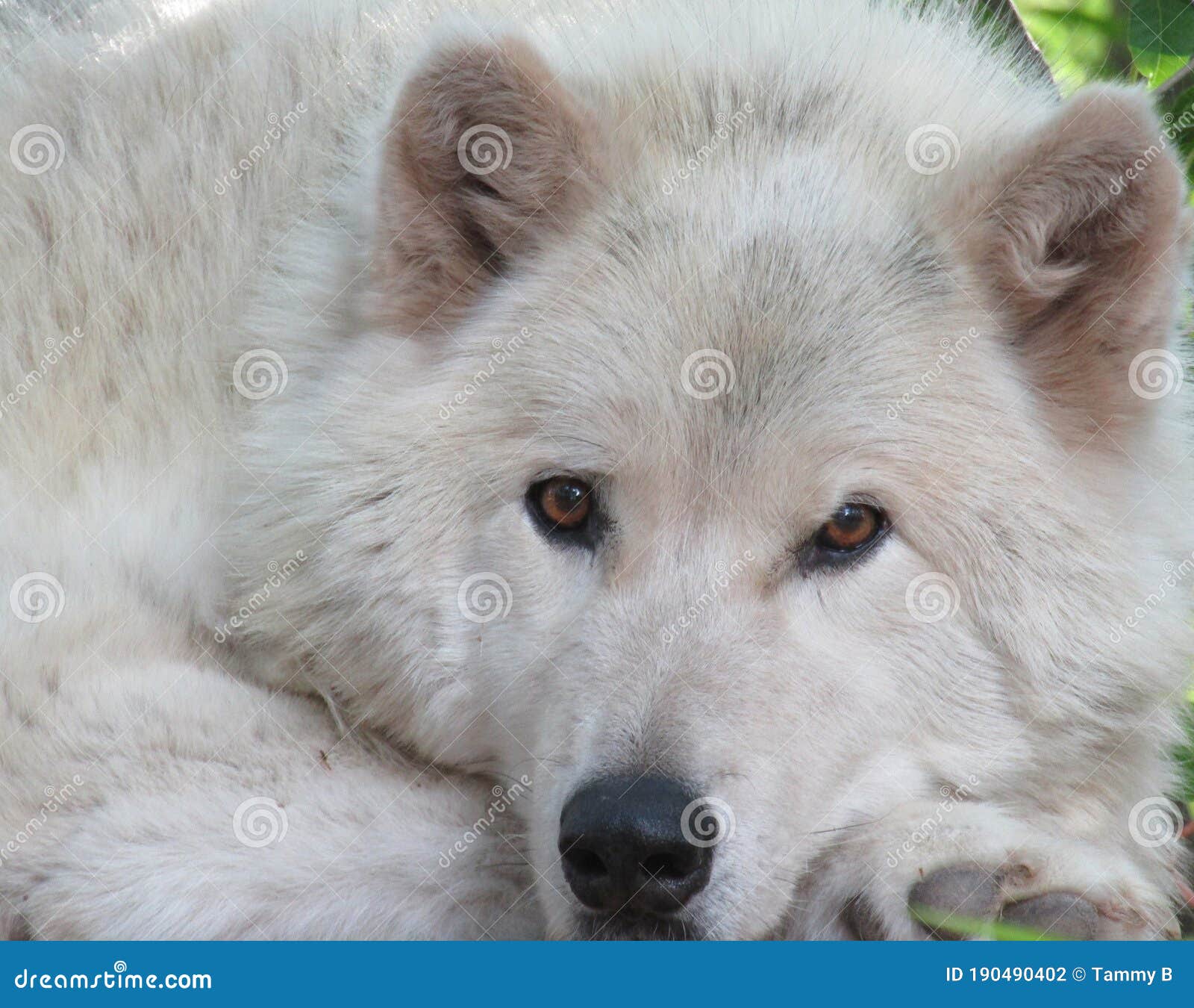 White Timber wolf close up stock photo. Image of animals - 190490402