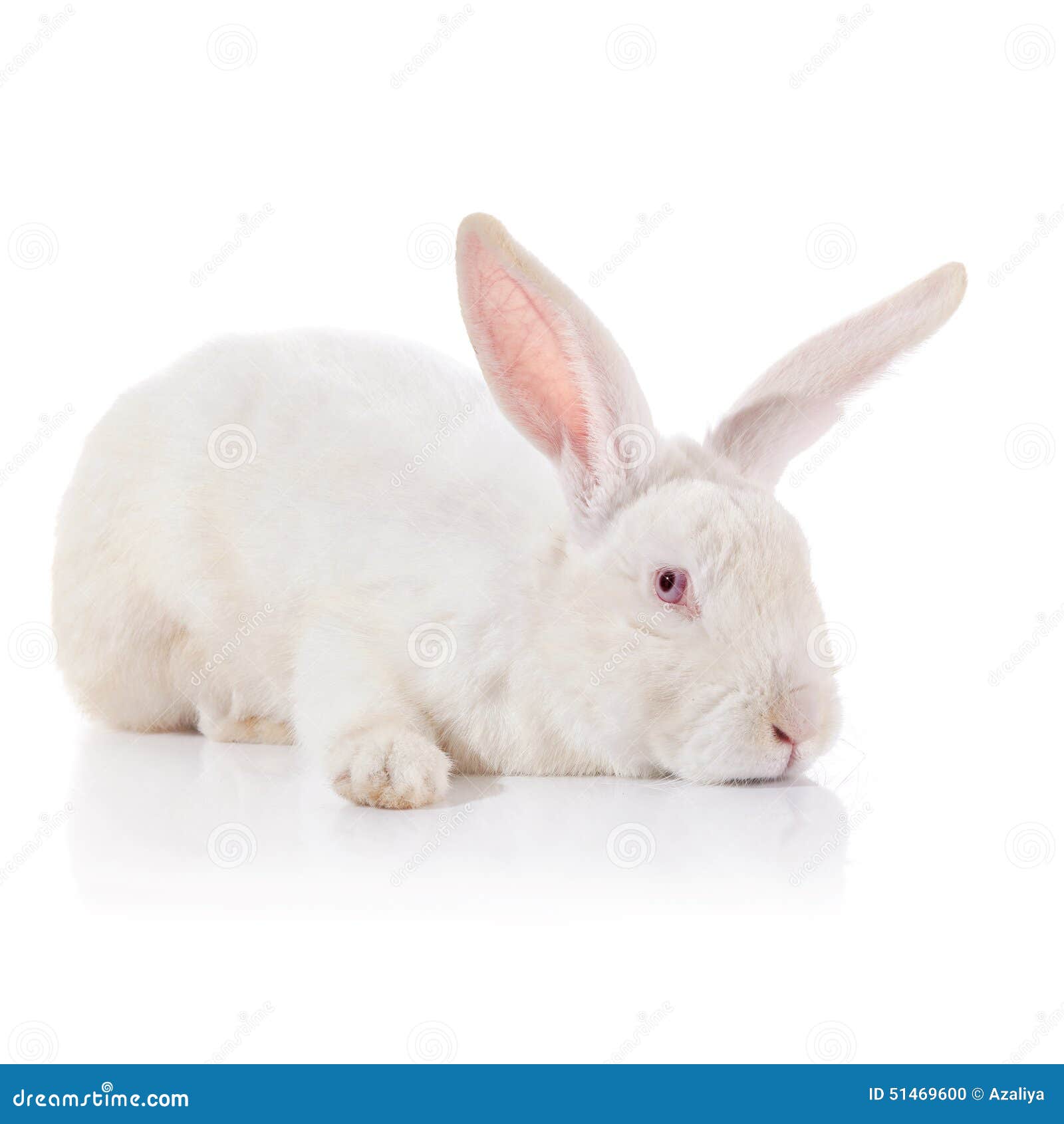 White Timid Rabbit with Red Eyes Stock Photo - Image of ears, hare ...