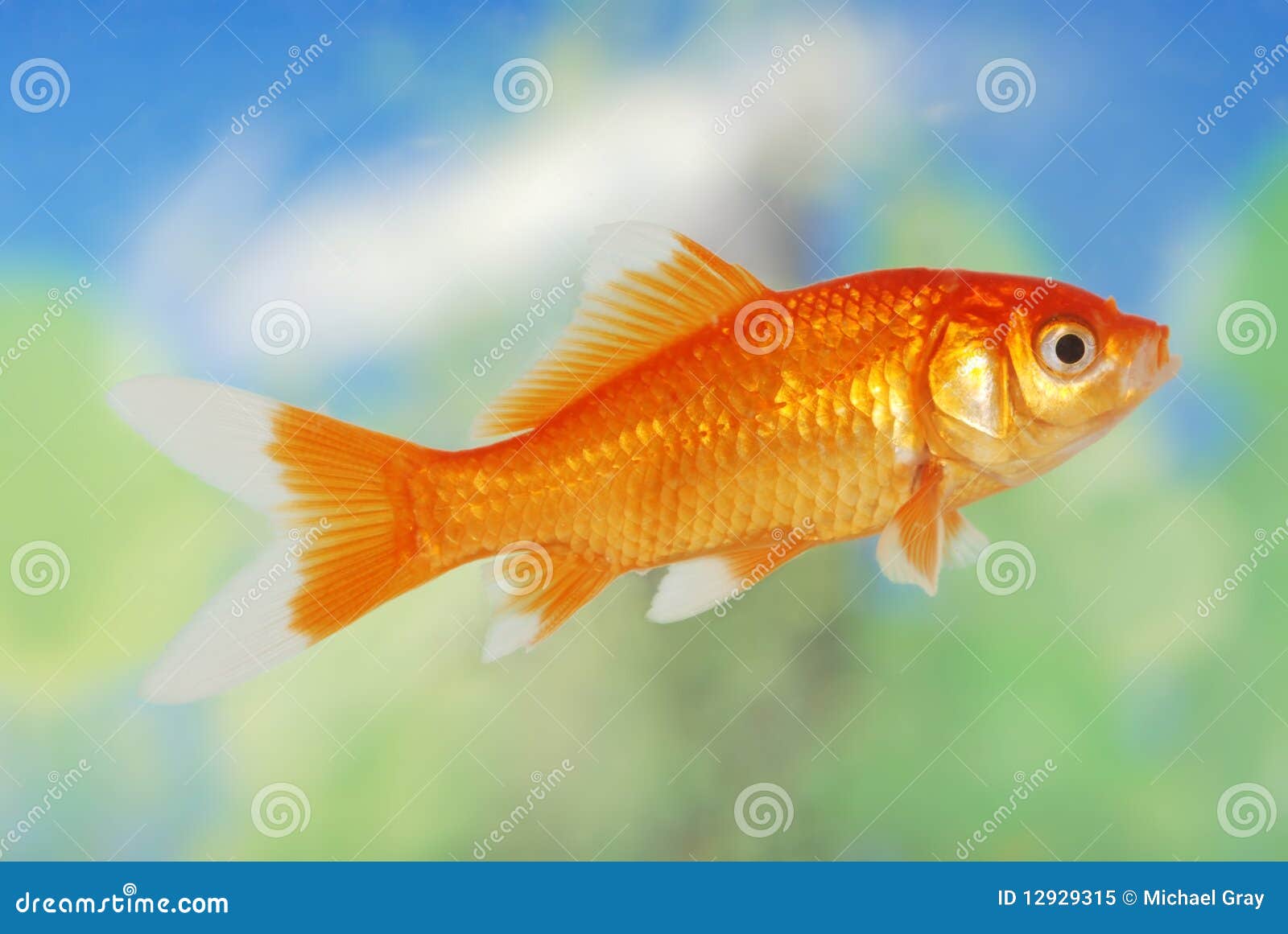 White Tip Gold Fish stock image. Image of gold, swimming - 12929315