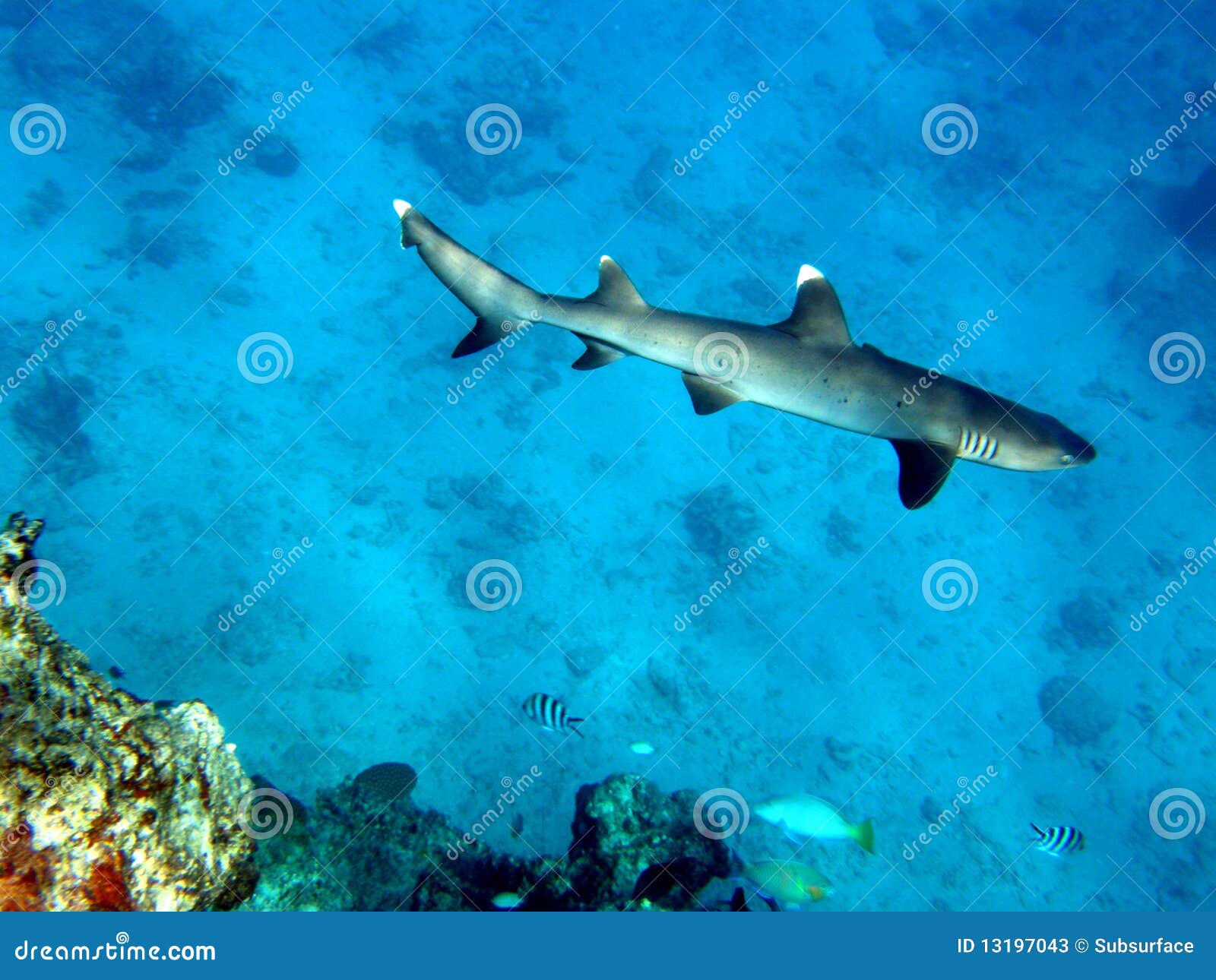 White Tip Reef Shark Fiji stock image. Image of coral - 13197043