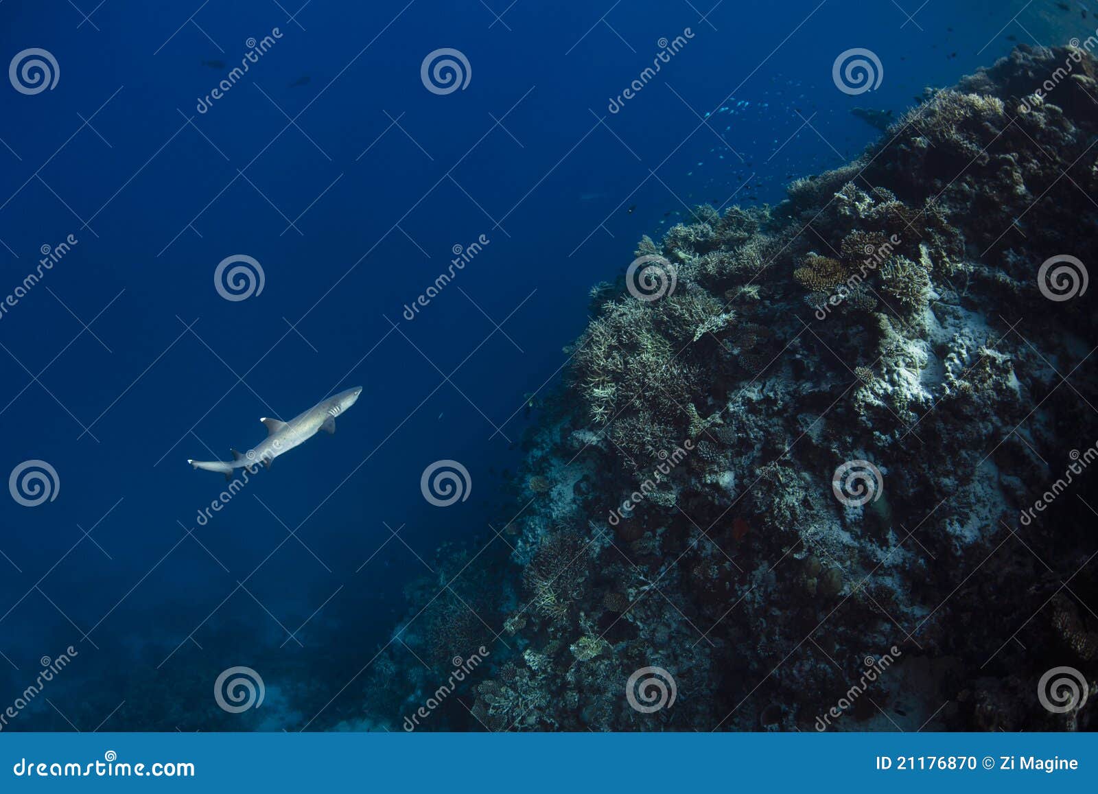White Tip Reef Shark Triaenodon Obesus Stock Photo - Image of life ...