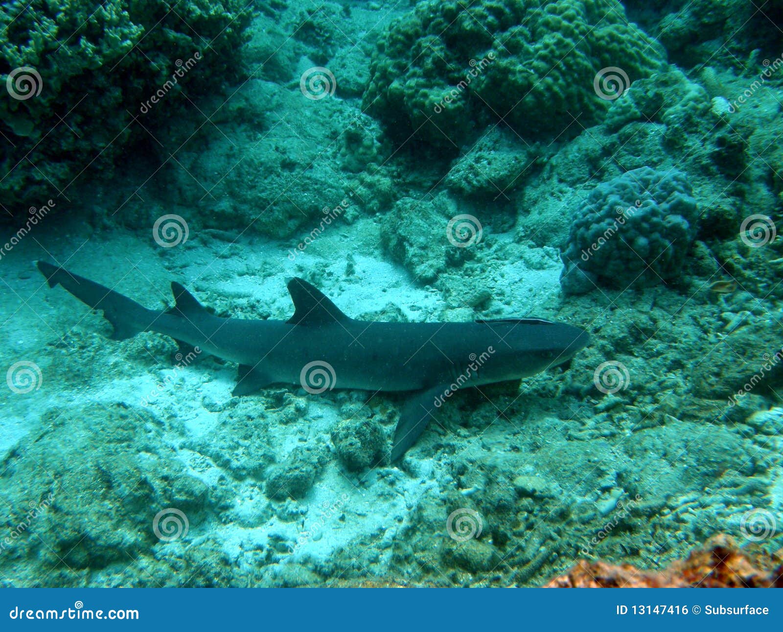 White Tip Reef Sharks Fiji with Remora Stock Photo - Image of coral ...