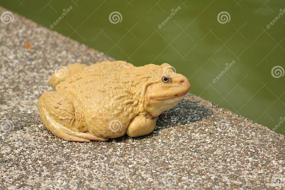 Albino toad stock image. Image of bullfrog, white, wart - 30210257