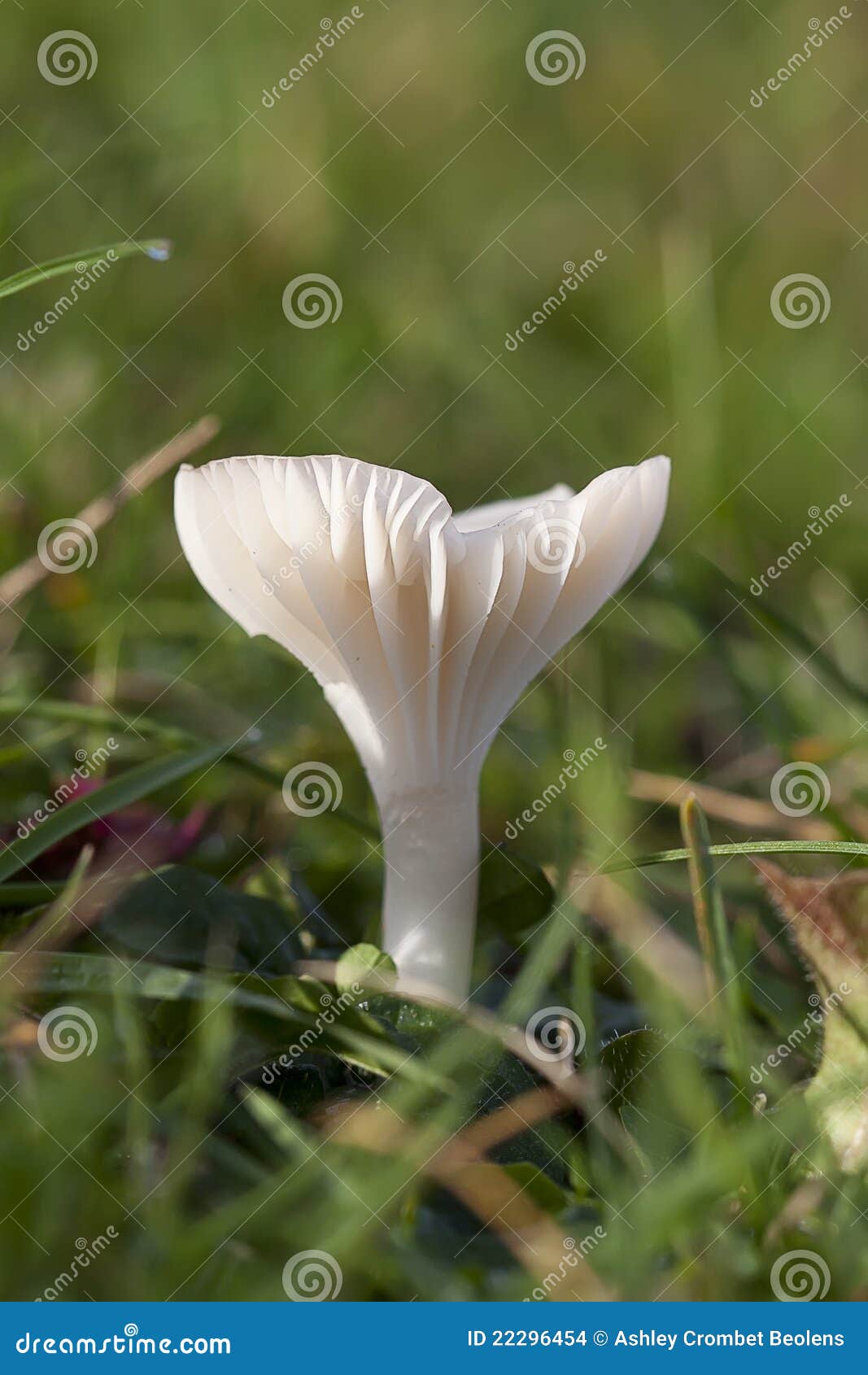 White Toadstool In The Woods Royalty-Free Stock Photo | CartoonDealer ...