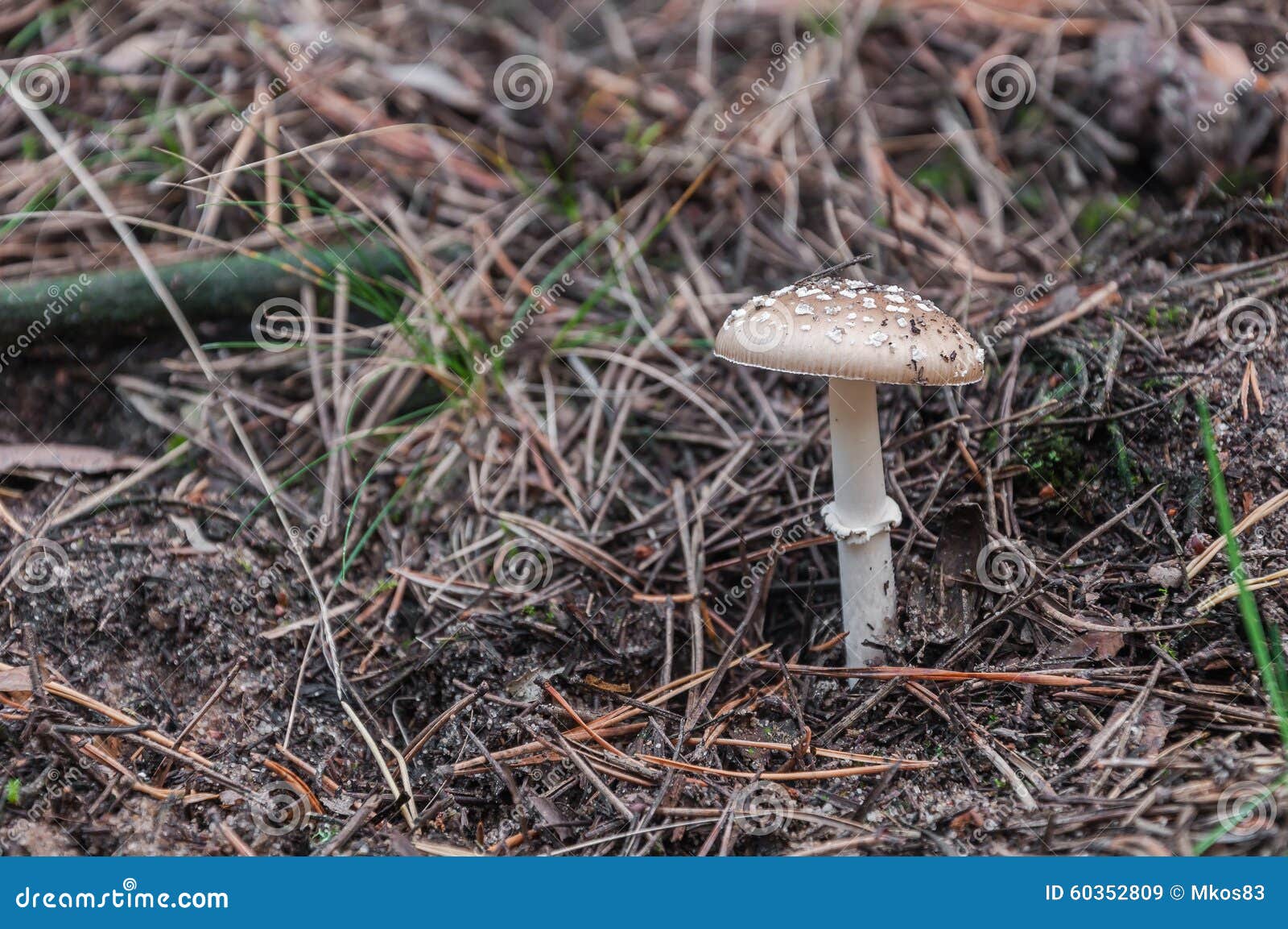 White Toadstool in a Forest Stock Image - Image of poison, macro: 60352809