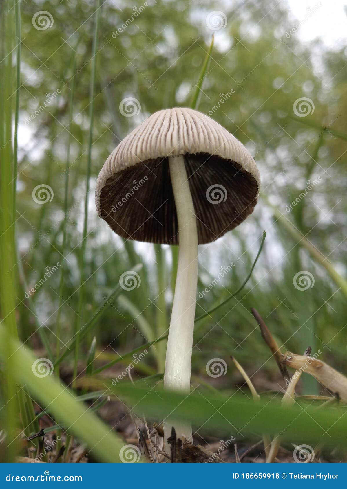 White Toadstool in the Forest after the Rain Stock Photo - Image of ...
