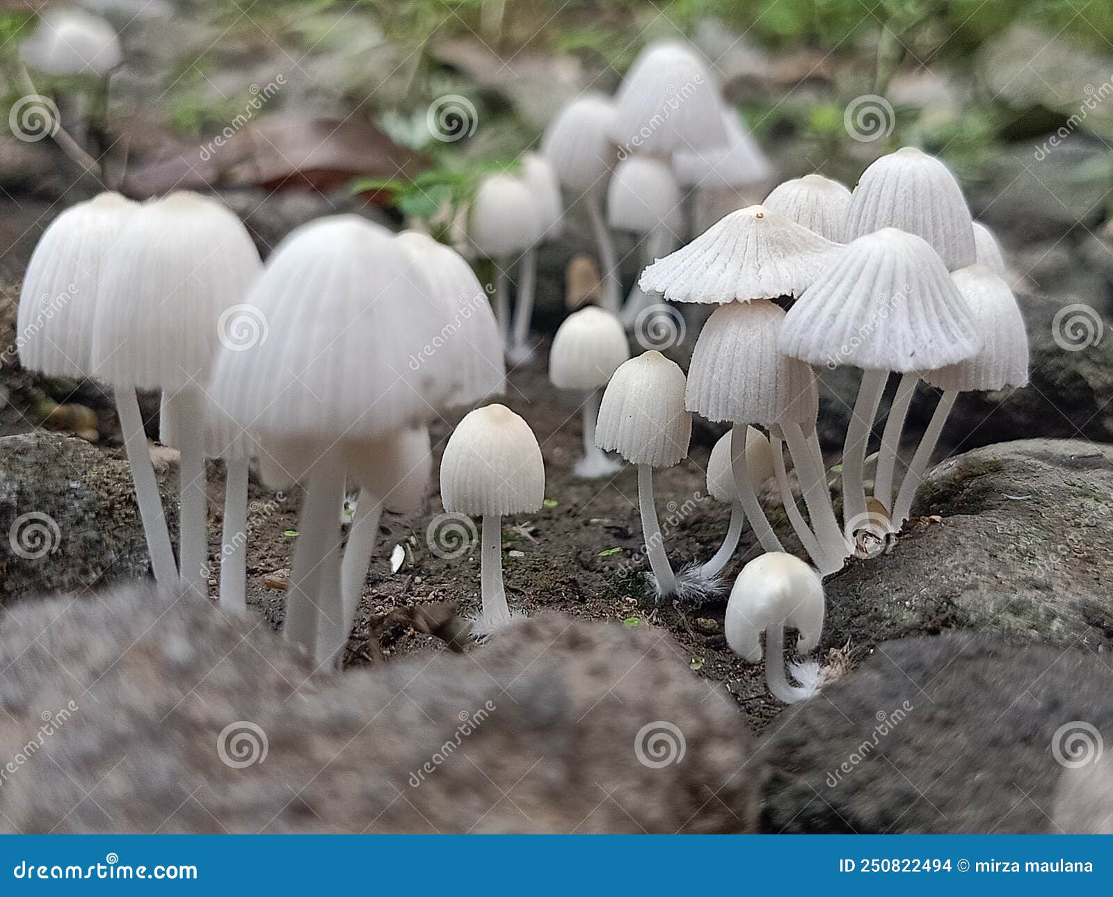 White Toadstool in the Front Garden of the House Stock Photo - Image of ...