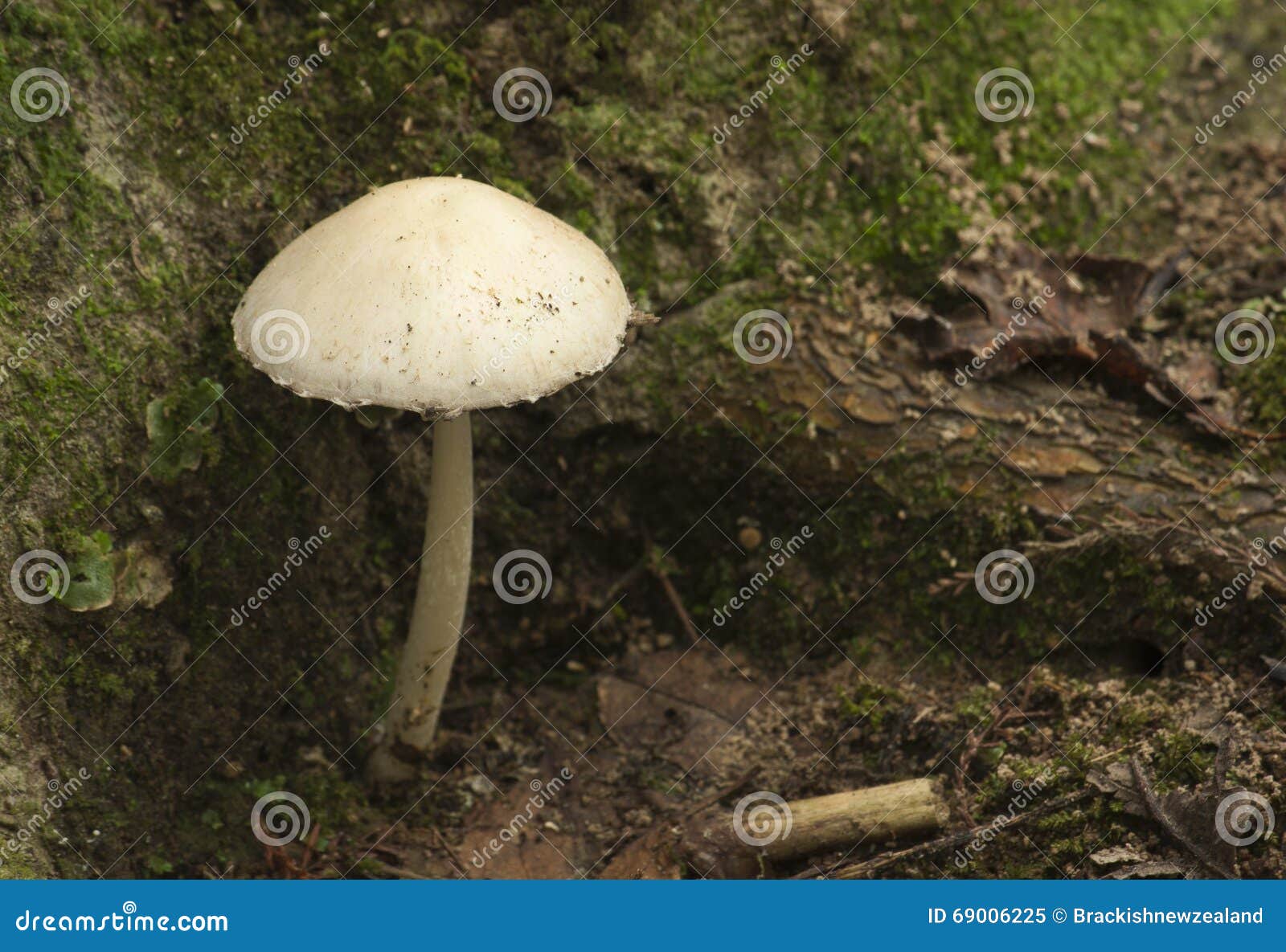 White toadstool stock image. Image of zealand, mushroom - 69006225