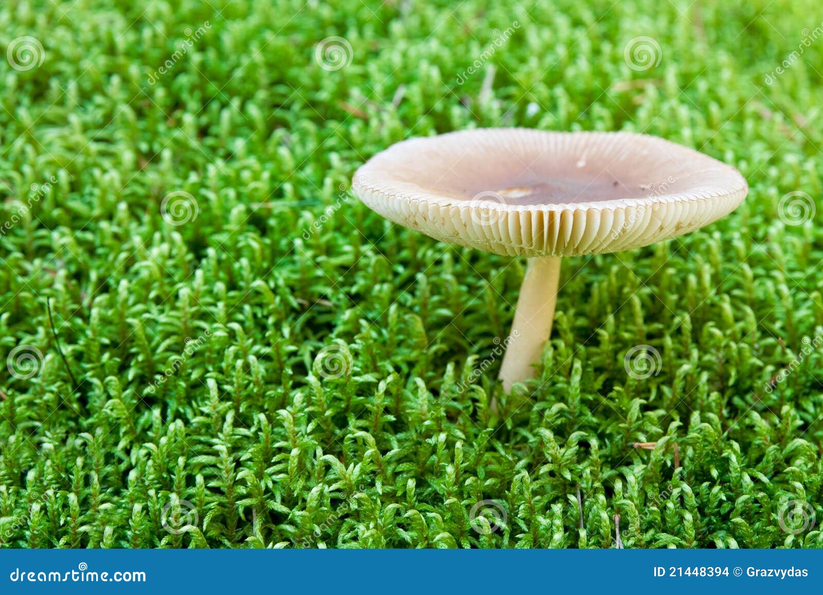 White Toadstool in a Moss. Shallow Dof Stock Photo - Image of white ...
