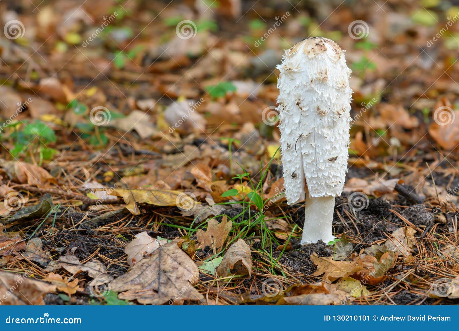 White Toadstool in the Woods Stock Image - Image of nature, mushrooms ...