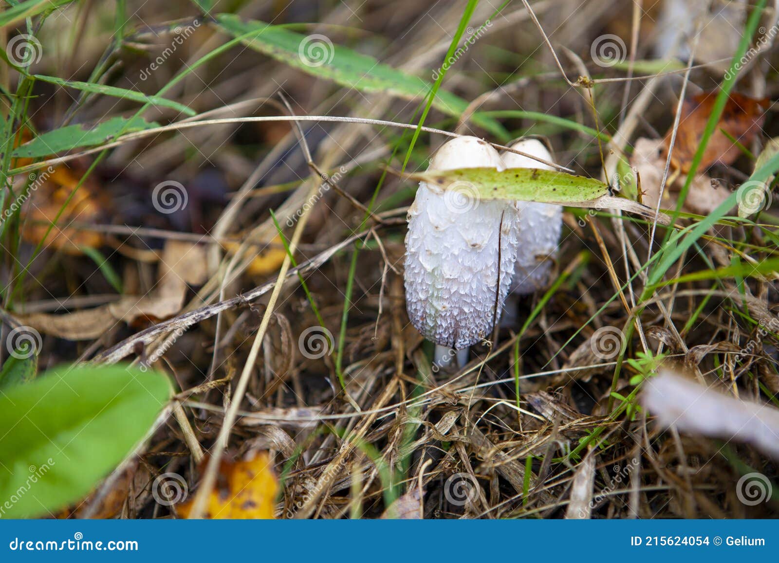 White Toadstool Mushroom Stipe On Black Background Mushroom Macro Photo ...