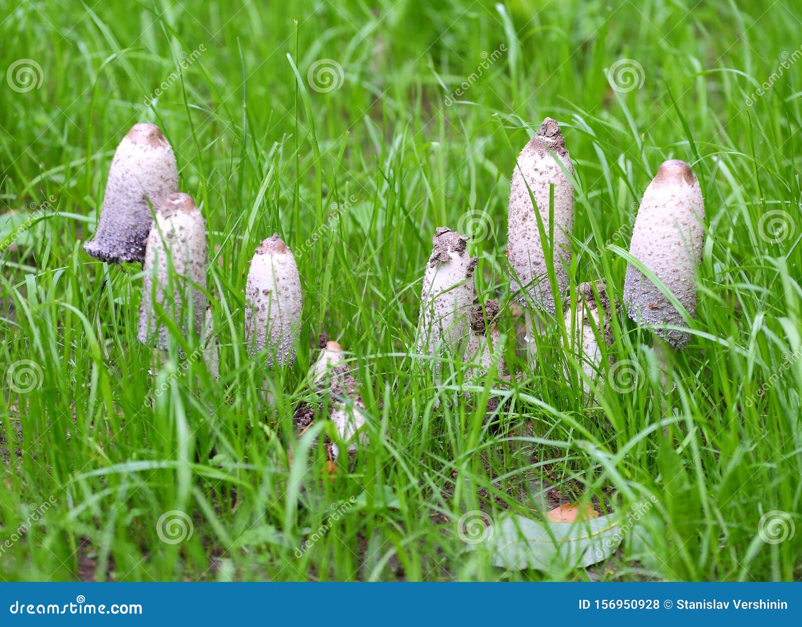 White Toadstools in the Green Grass Stock Photo - Image of background ...