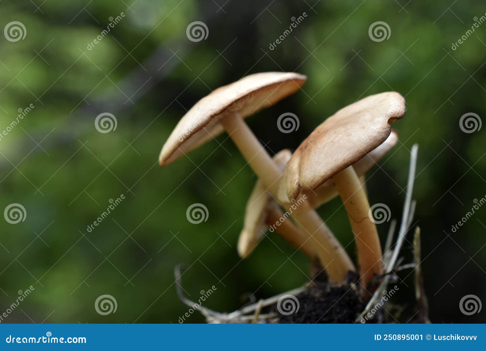 White Toadstools Mushrooms in the Garden in Summer Stock Image - Image ...