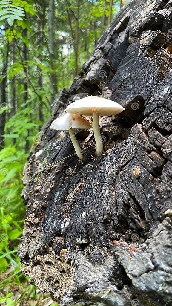 Toadstool Mushrooms Grow on a Tree. Toadstool on the Tree Bark Stock ...