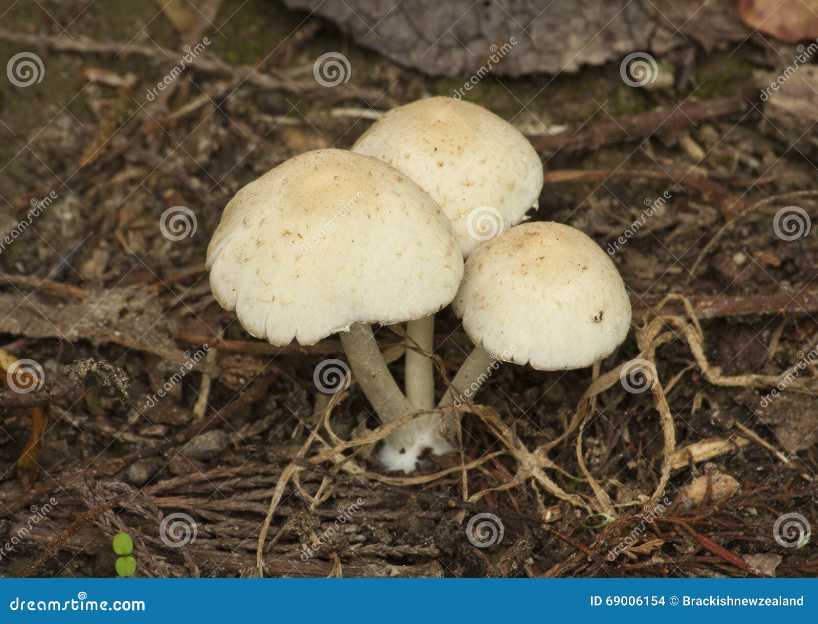 White toadstools stock photo. Image of mushroom, white - 69006154