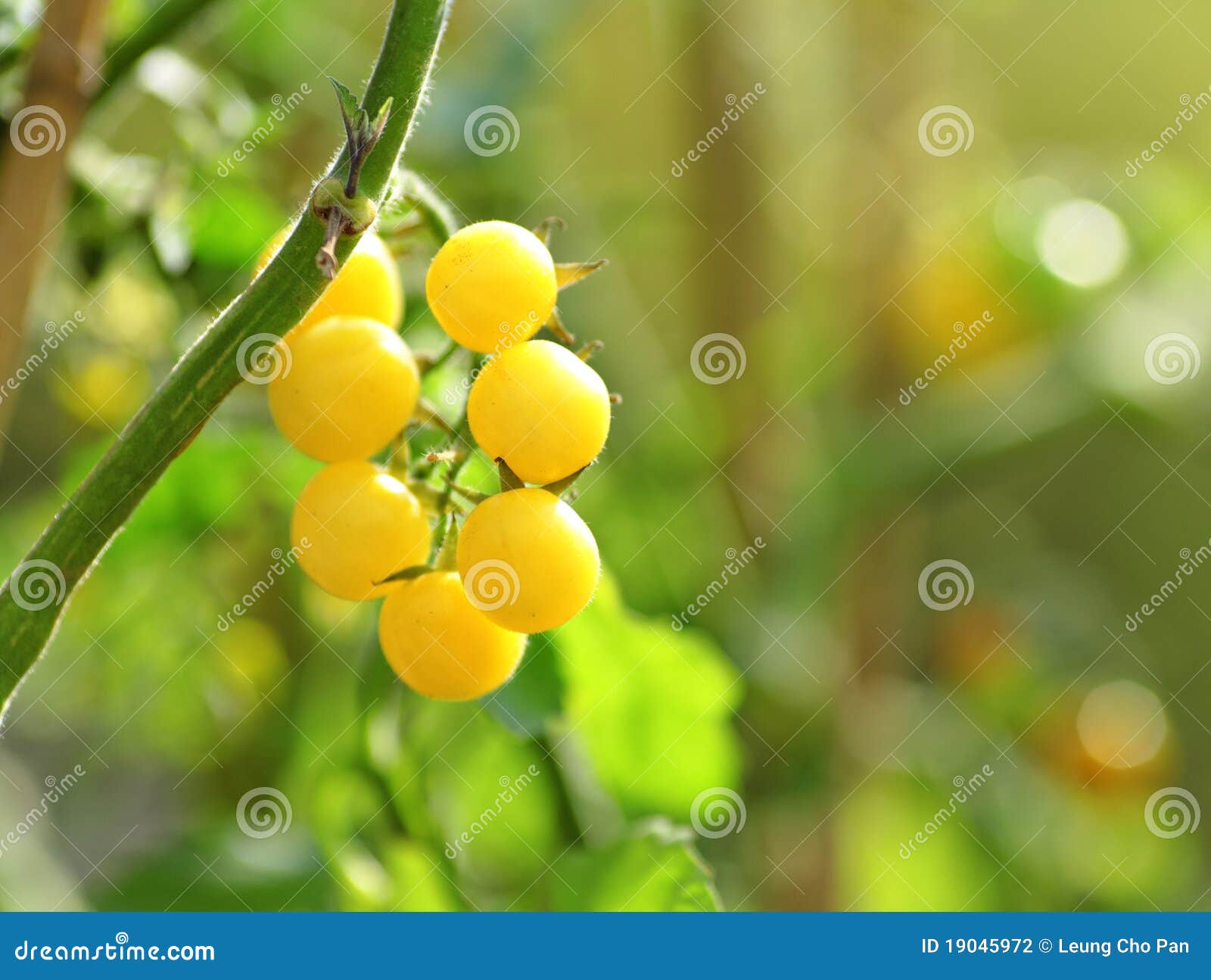 White tomato stock photo. Image of growth, salad, garden - 19045972