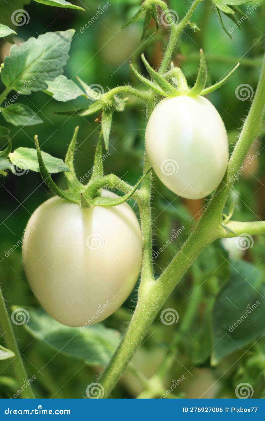 White Tomatoes at Tree, Agriculture Stock Photo - Image of gardening, closeup: 276927006