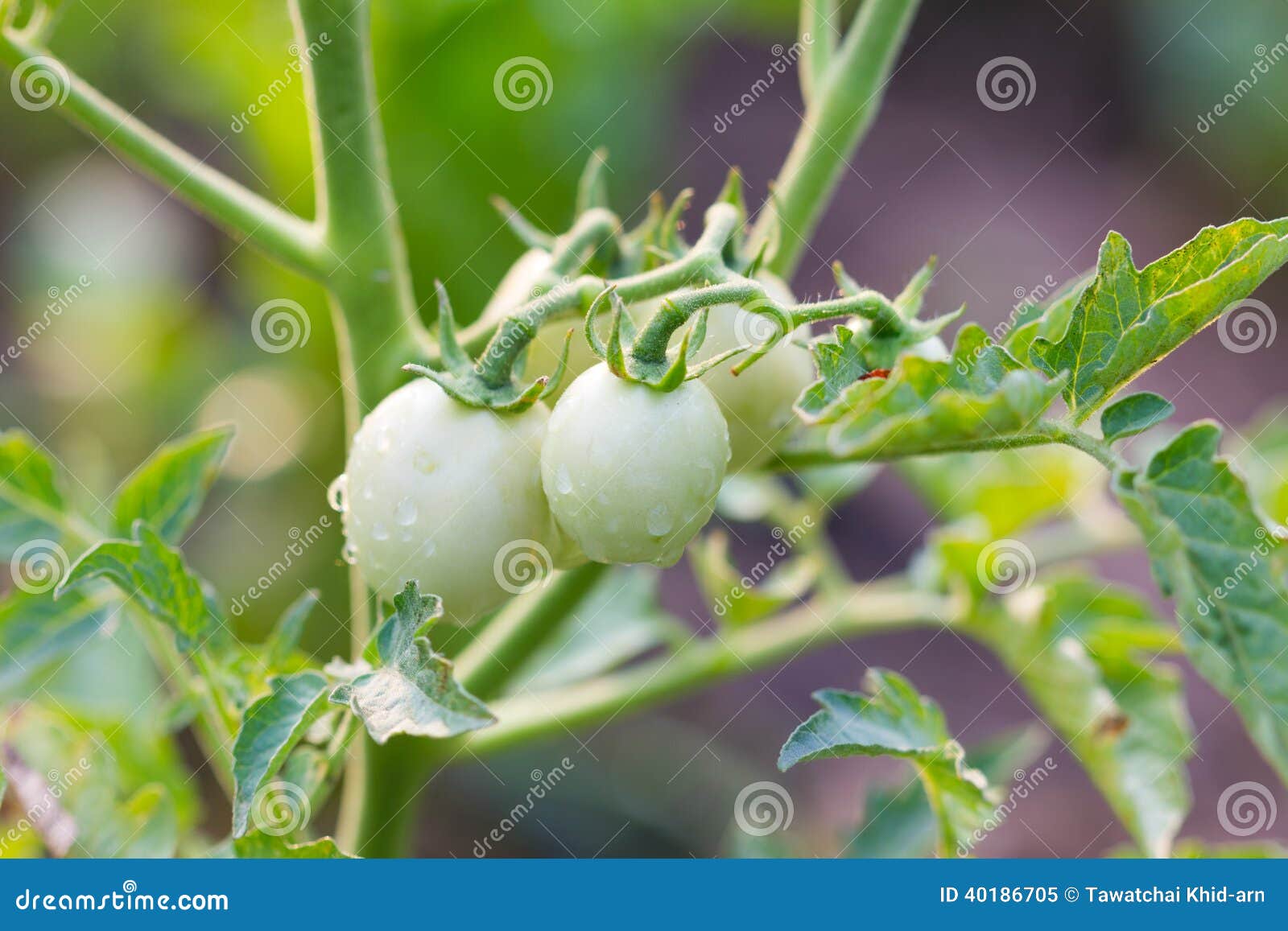 White Tomatoes on Tree. Agriculture Concept. Stock Image - Image of ...