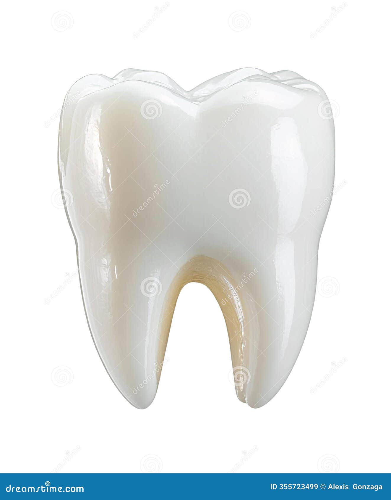 White Tooth Model Isolated on White Background Stock Illustration ...