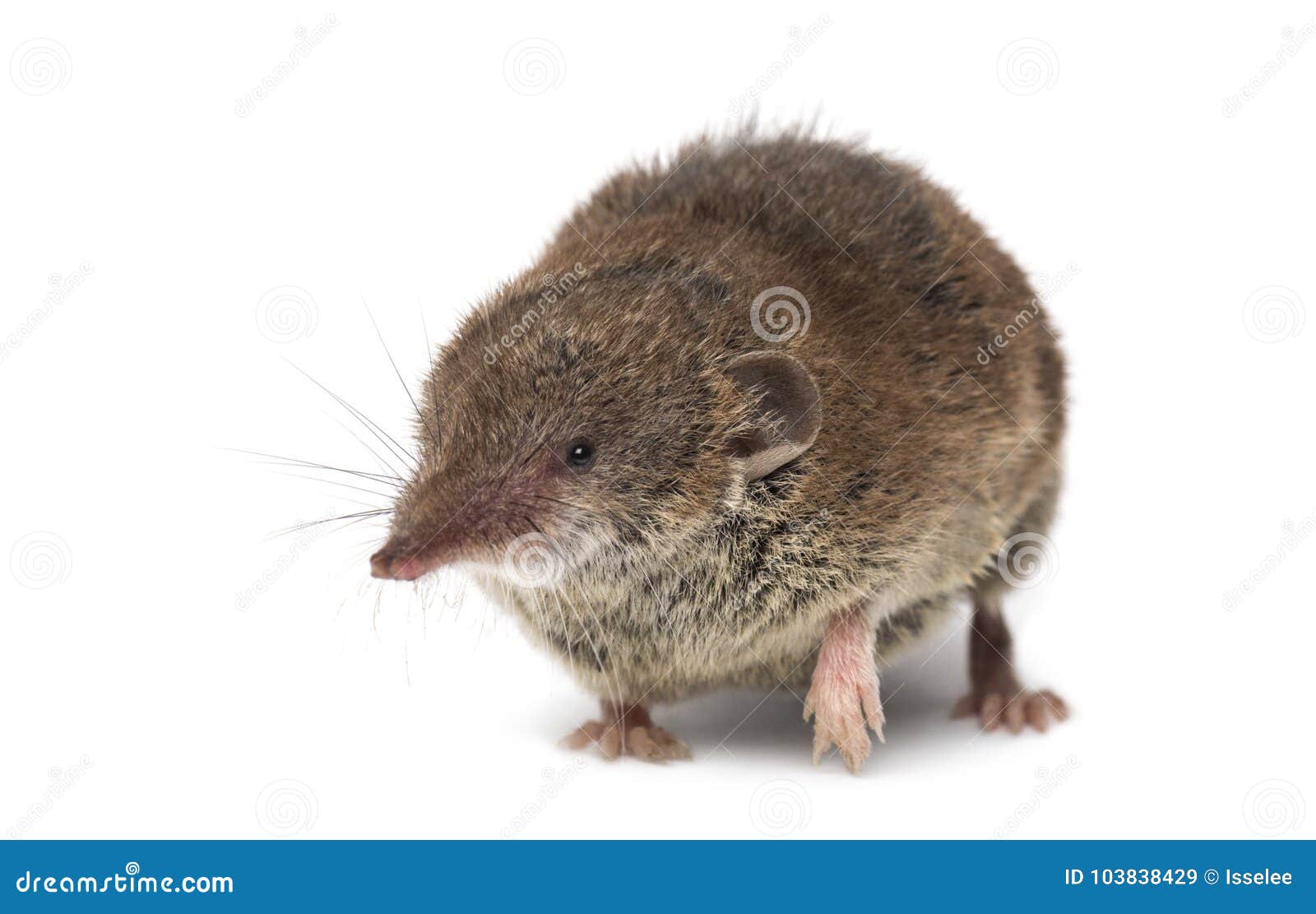 White-toothed Shrew Eating An Earthworm, Stock Photo | CartoonDealer ...