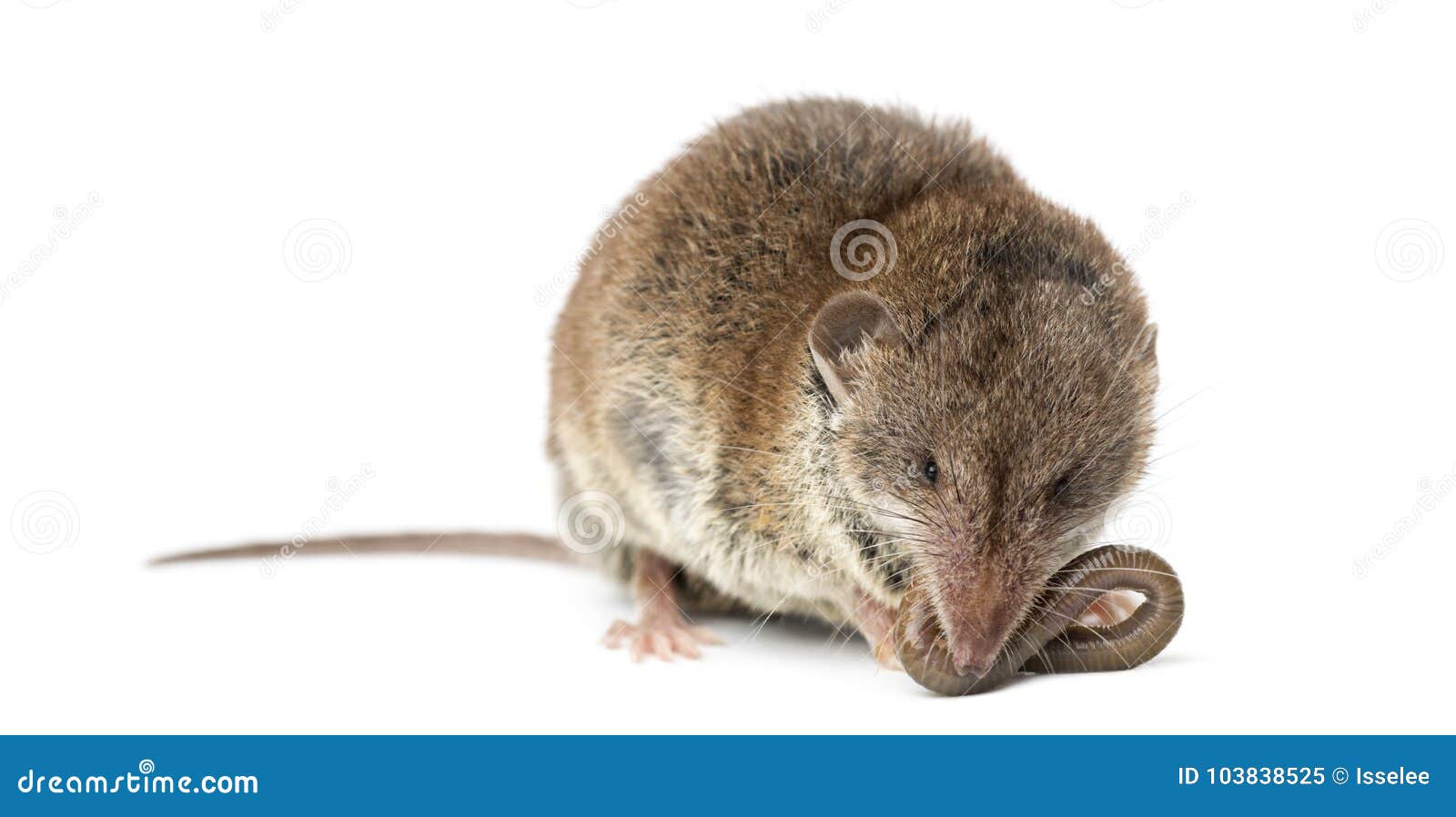 White-toothed Shrew Eating An Earthworm, Stock Photo | CartoonDealer ...