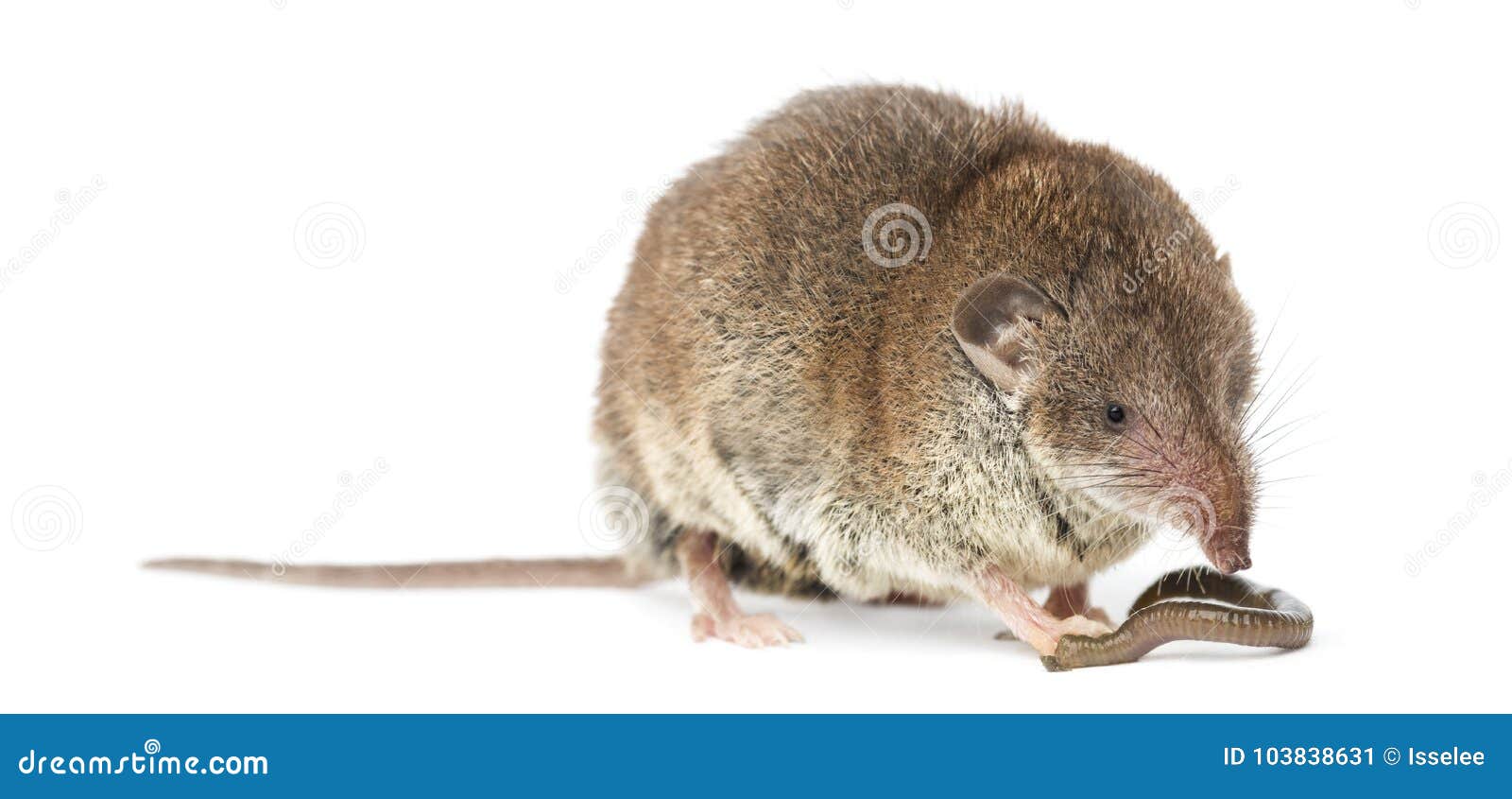 White-toothed Shrew Eating an Earthworm, Stock Image - Image of ...