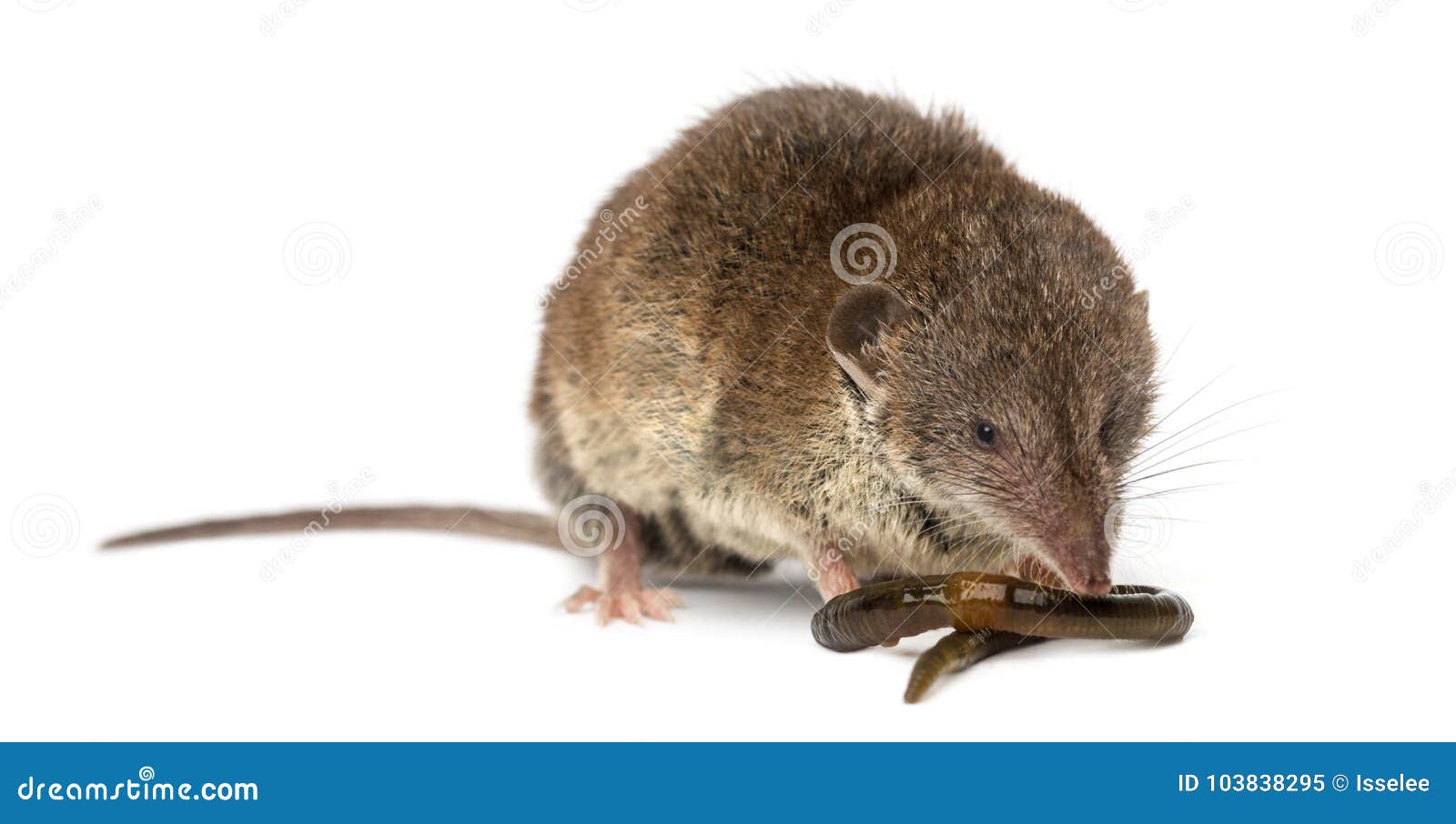 White-toothed Shrew Eating an Earthworm, Isolated Stock Image - Image ...