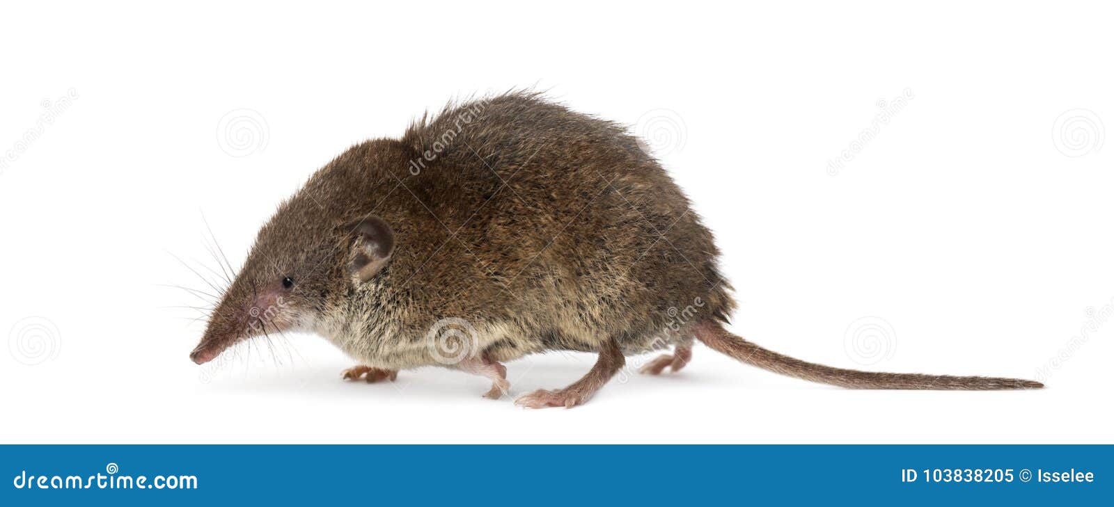 White-toothed Shrew Eating An Earthworm, Stock Photo | CartoonDealer ...