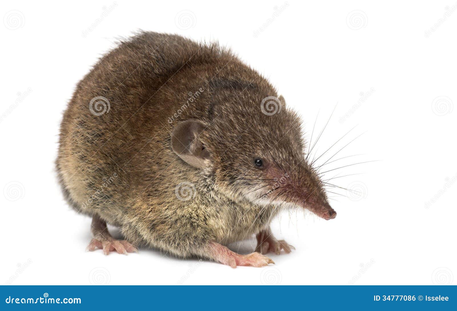 White-toothed Shrew, Isolated Stock Photo - Image of animal, shot: 34777086