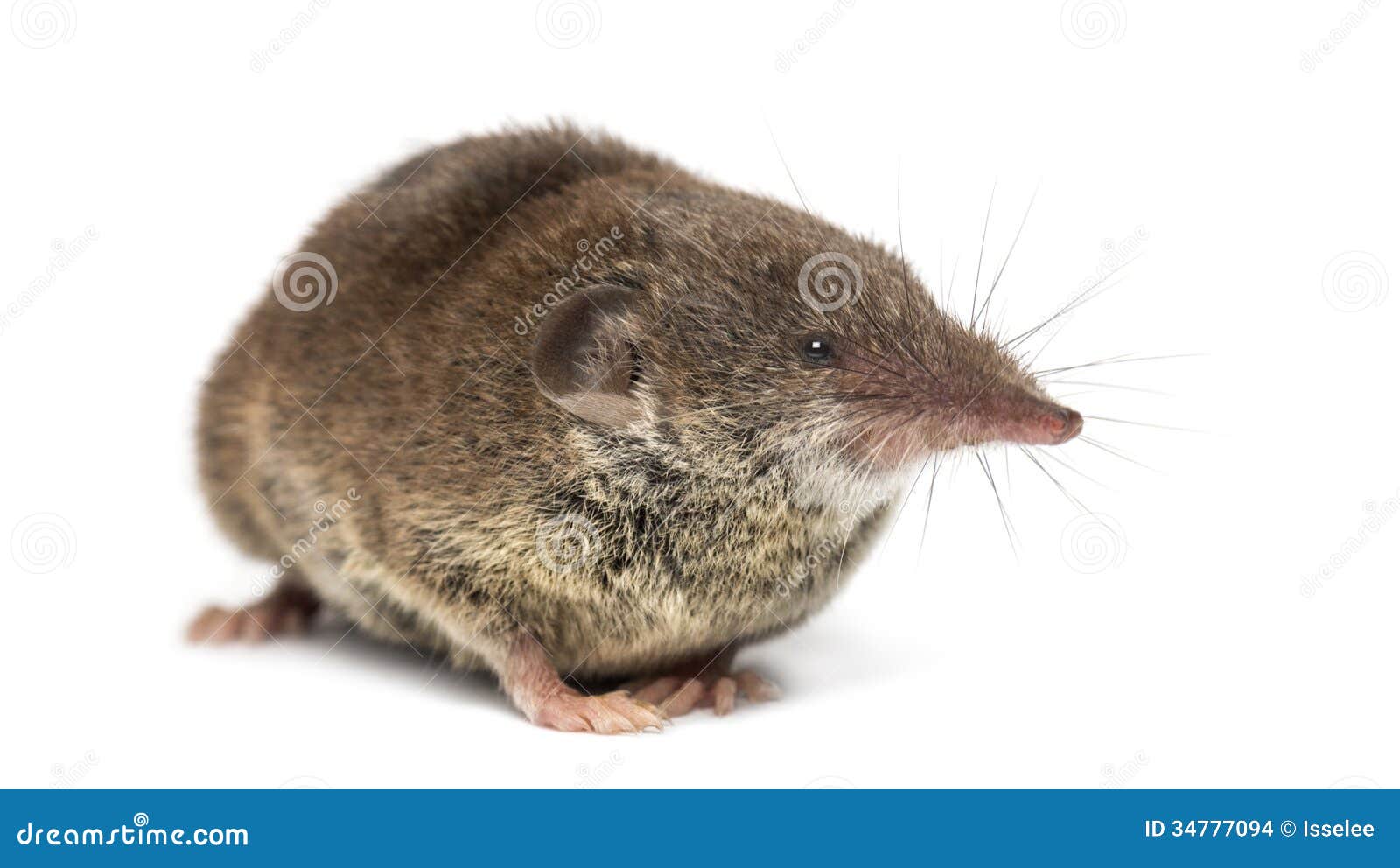 White-toothed Shrew, Isolated Stock Photo - Image of isolated, wild ...