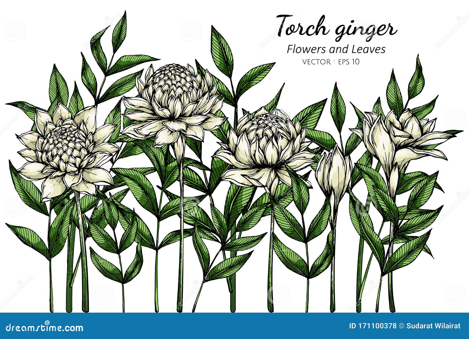 White Torch Ginger Flower And Leaf Drawing Illustration With Line Art ...