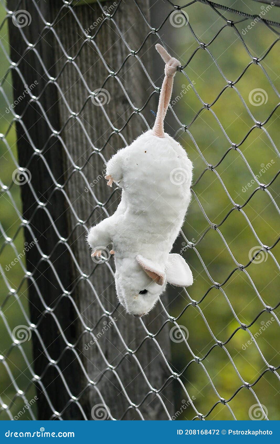 White Toy Rat Hanging on a Fence Stock Photo - Image of goal ...