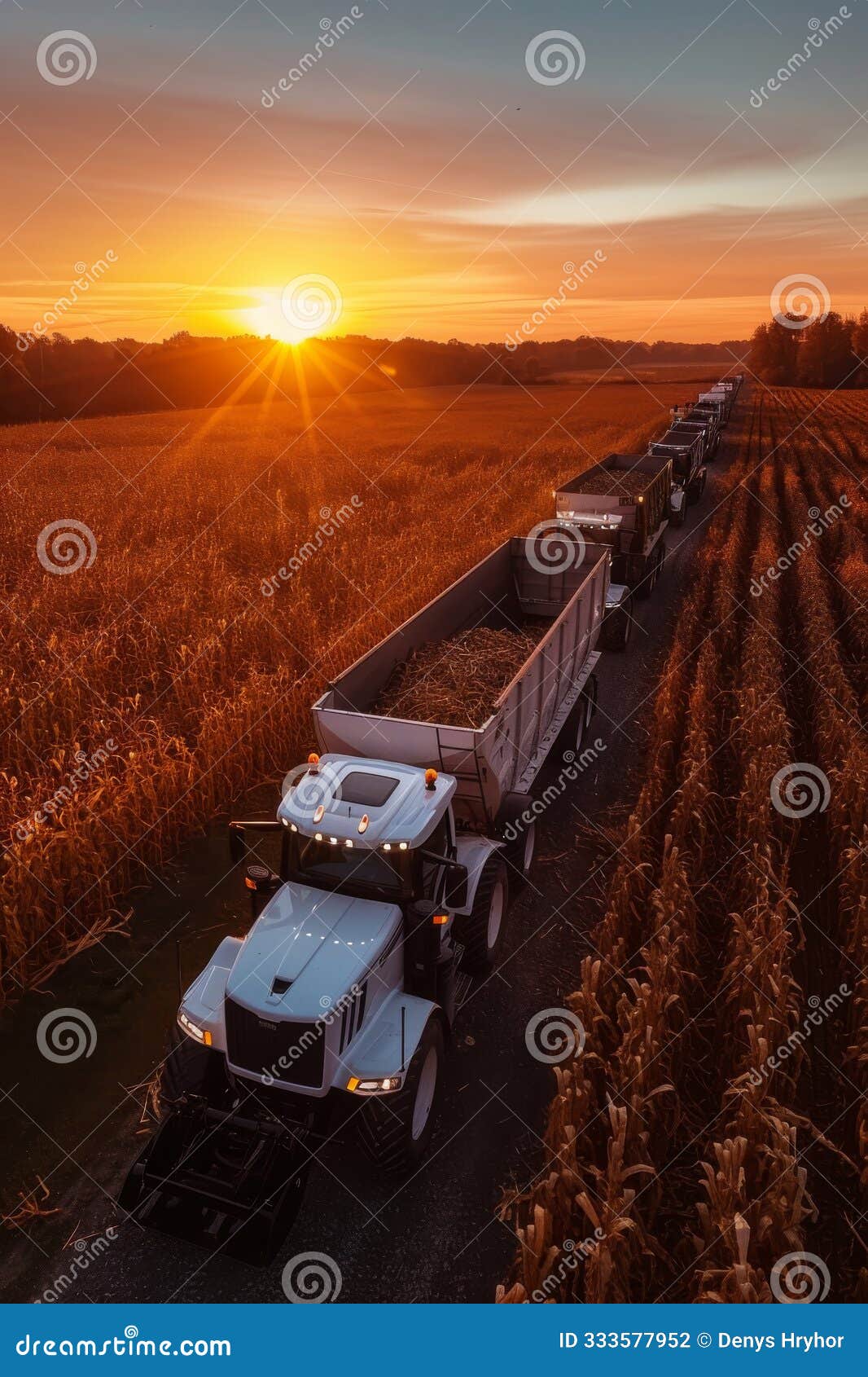 A White Tractor Pulls a Trailer Full of Harvested Corn during Sunset ...