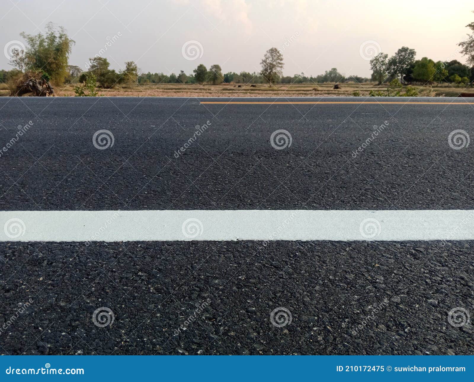 White Traffic Lines and a Tree-lined Background Stock Image - Image of ...