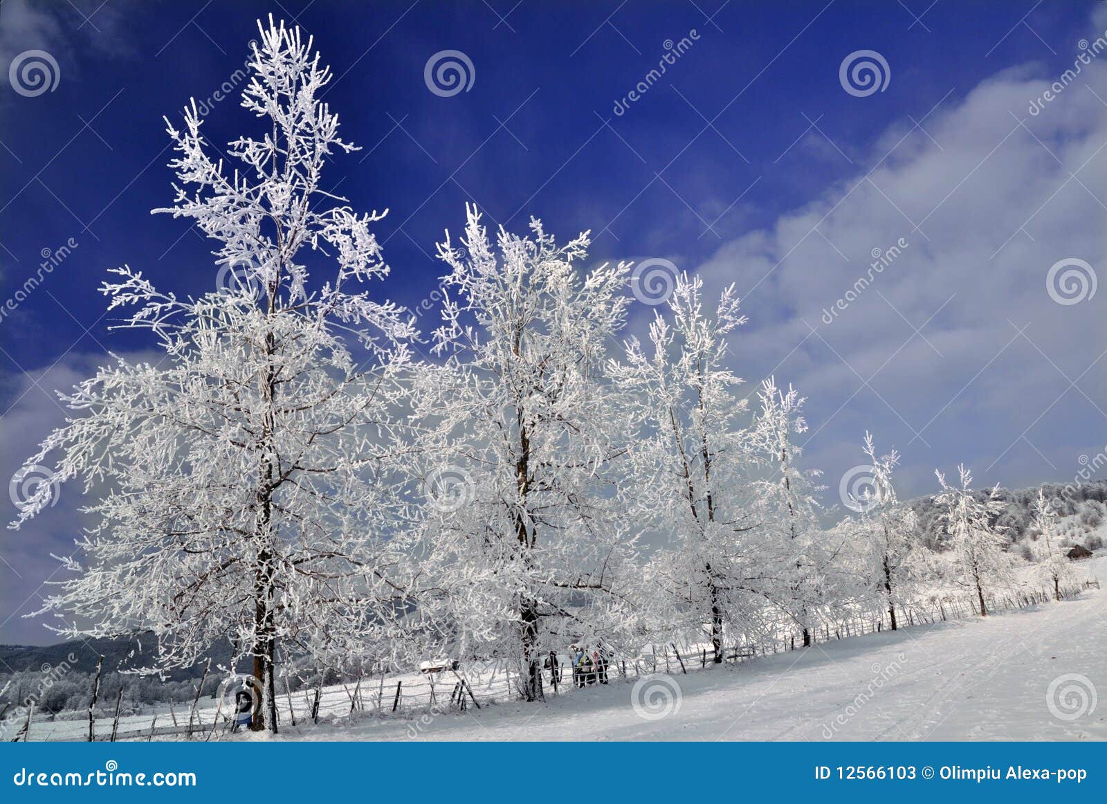 White Trail of Wintry Trees Stock Image - Image of clear, wintry: 12566103